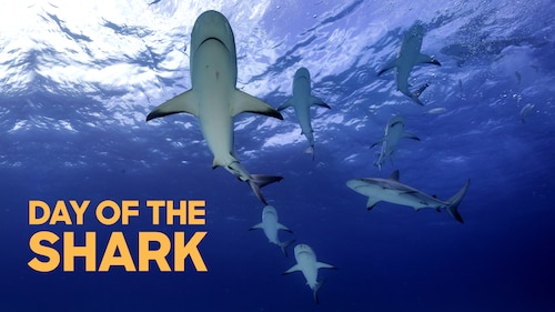 Watch Day of the Shark | HBO Max