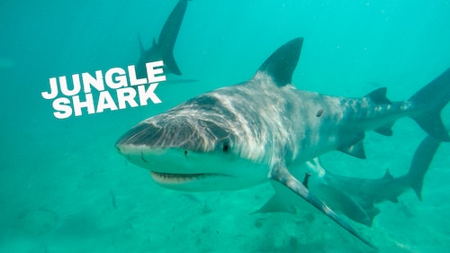 Watch Jungle Shark | discovery+