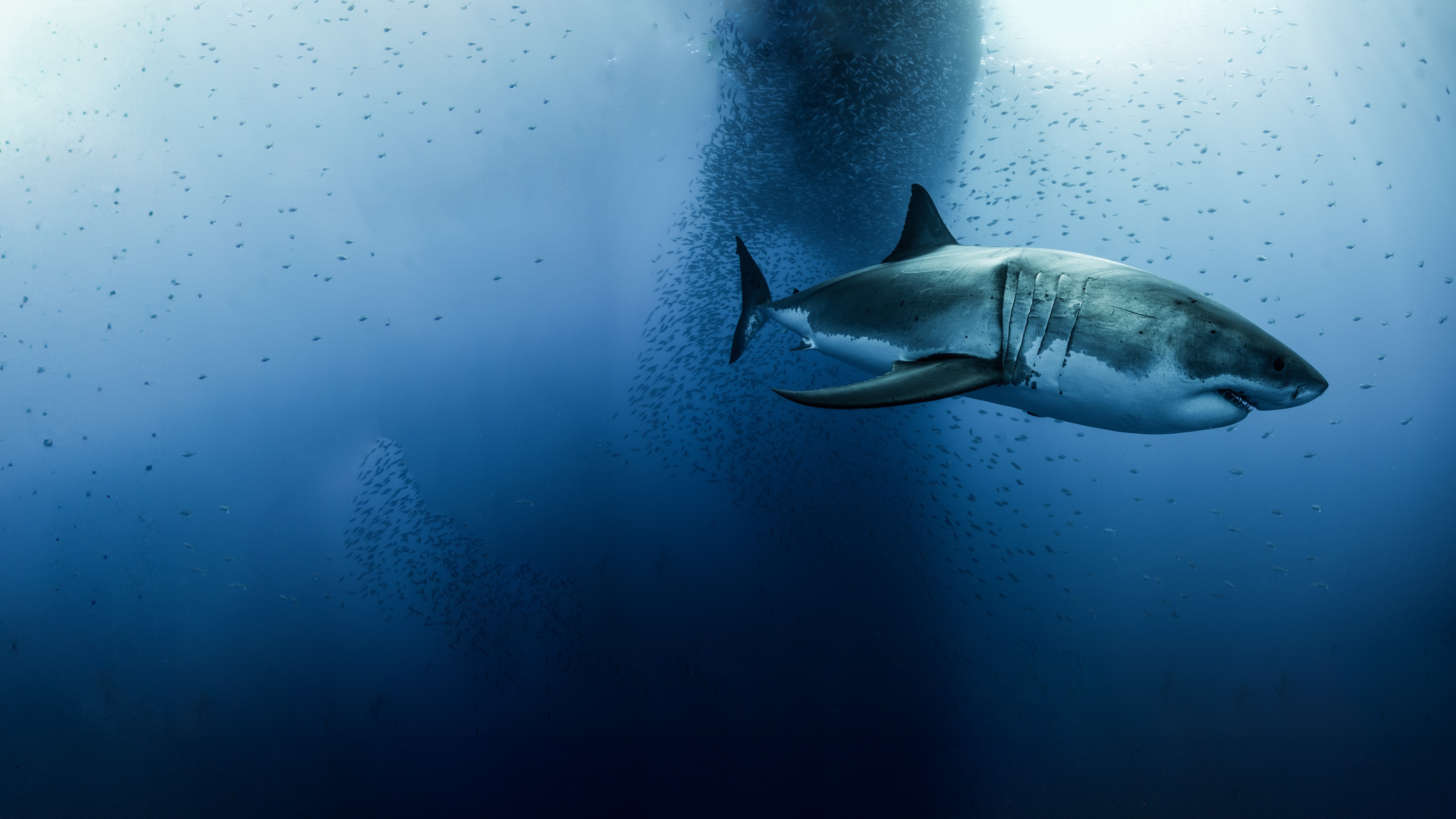 Watch Jungle Shark | Max