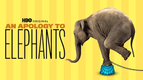 Watch An Apology To Elephants | HBO Max