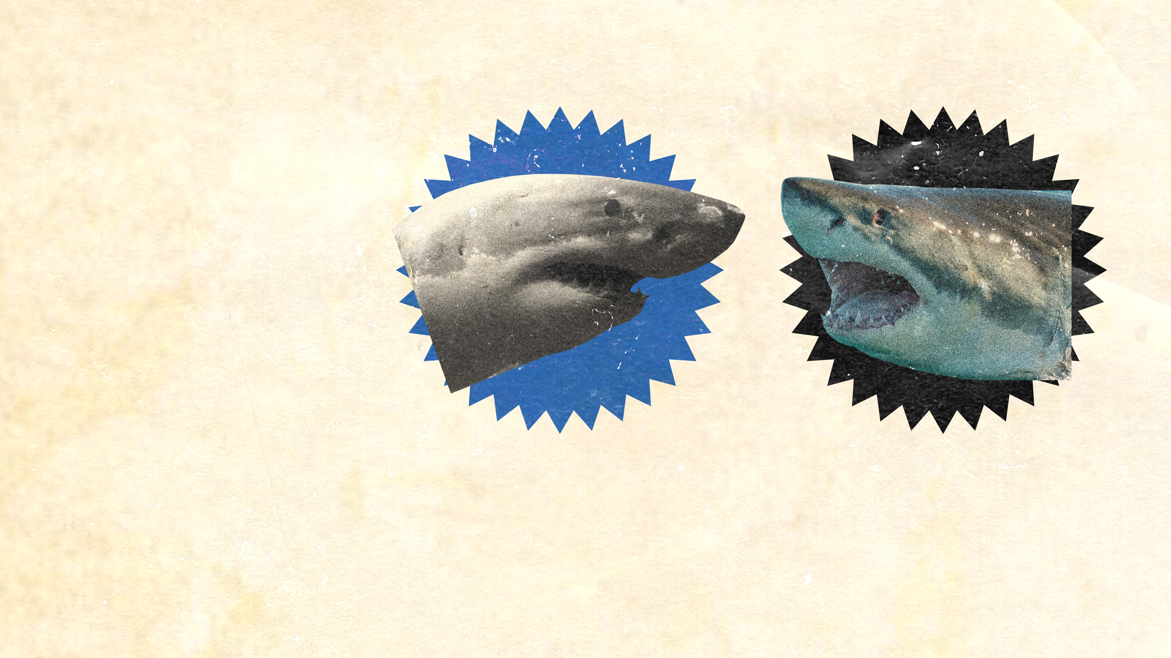 Ver La leyenda del tiburón Phred vs. Slash | HBO Max