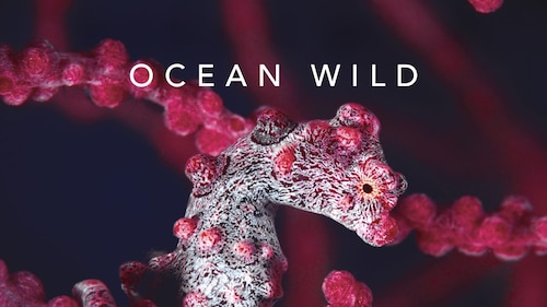 Watch Ocean Wild | Max