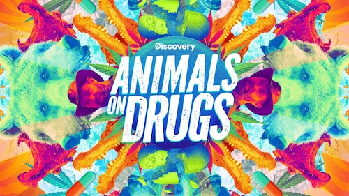 Watch Animals on Drugs | Season 1 Episode 1 | HBO Max
