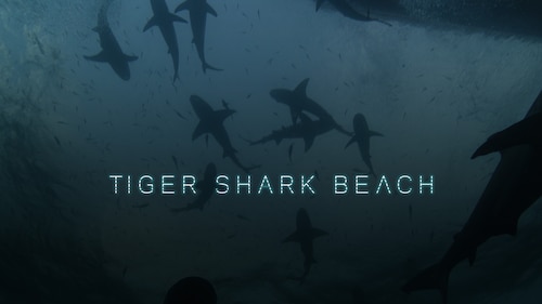 Watch Tiger Beach | discovery+