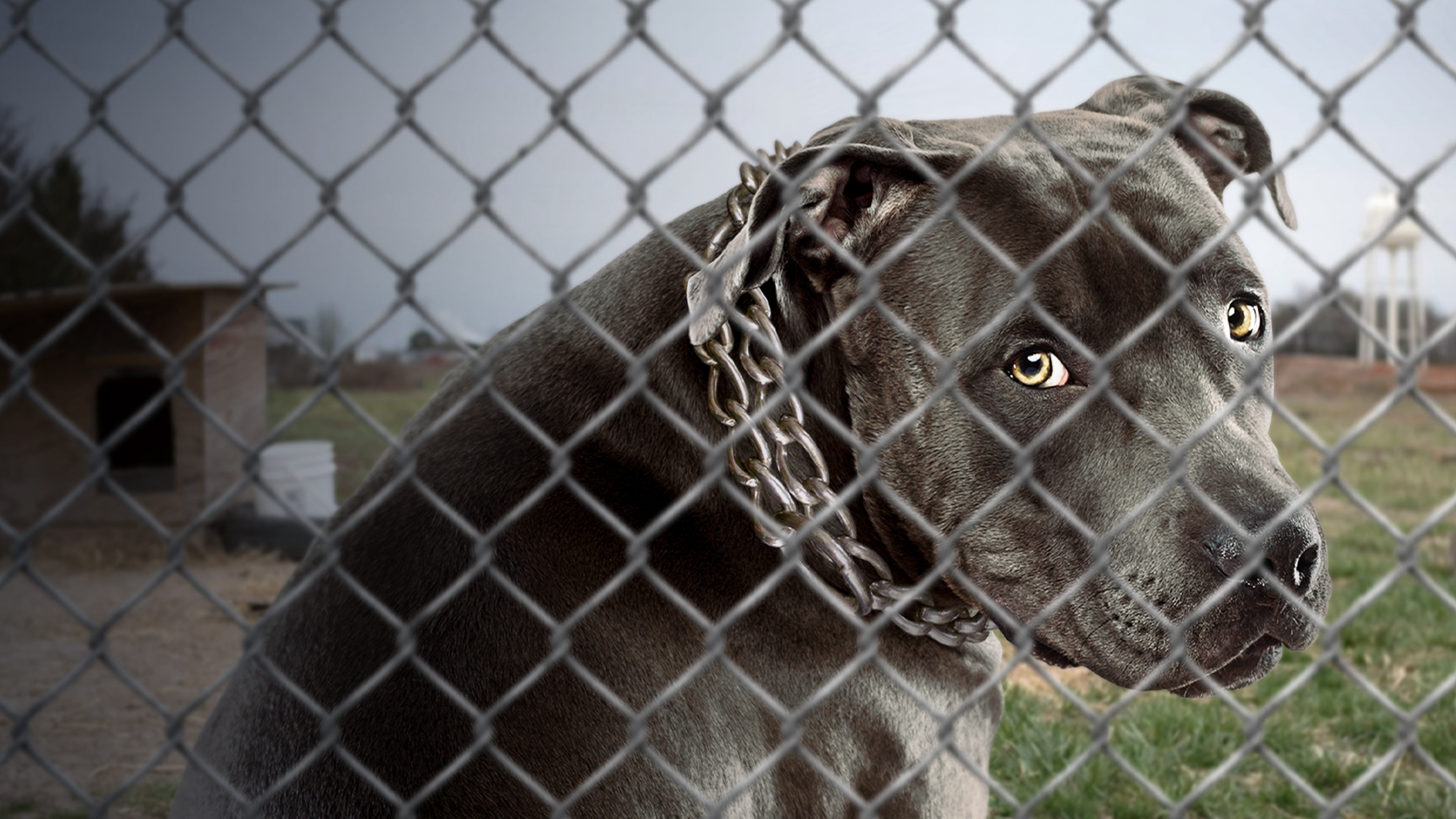 Assista Perdido na Espanha: Cães Perigosos | HBO Max