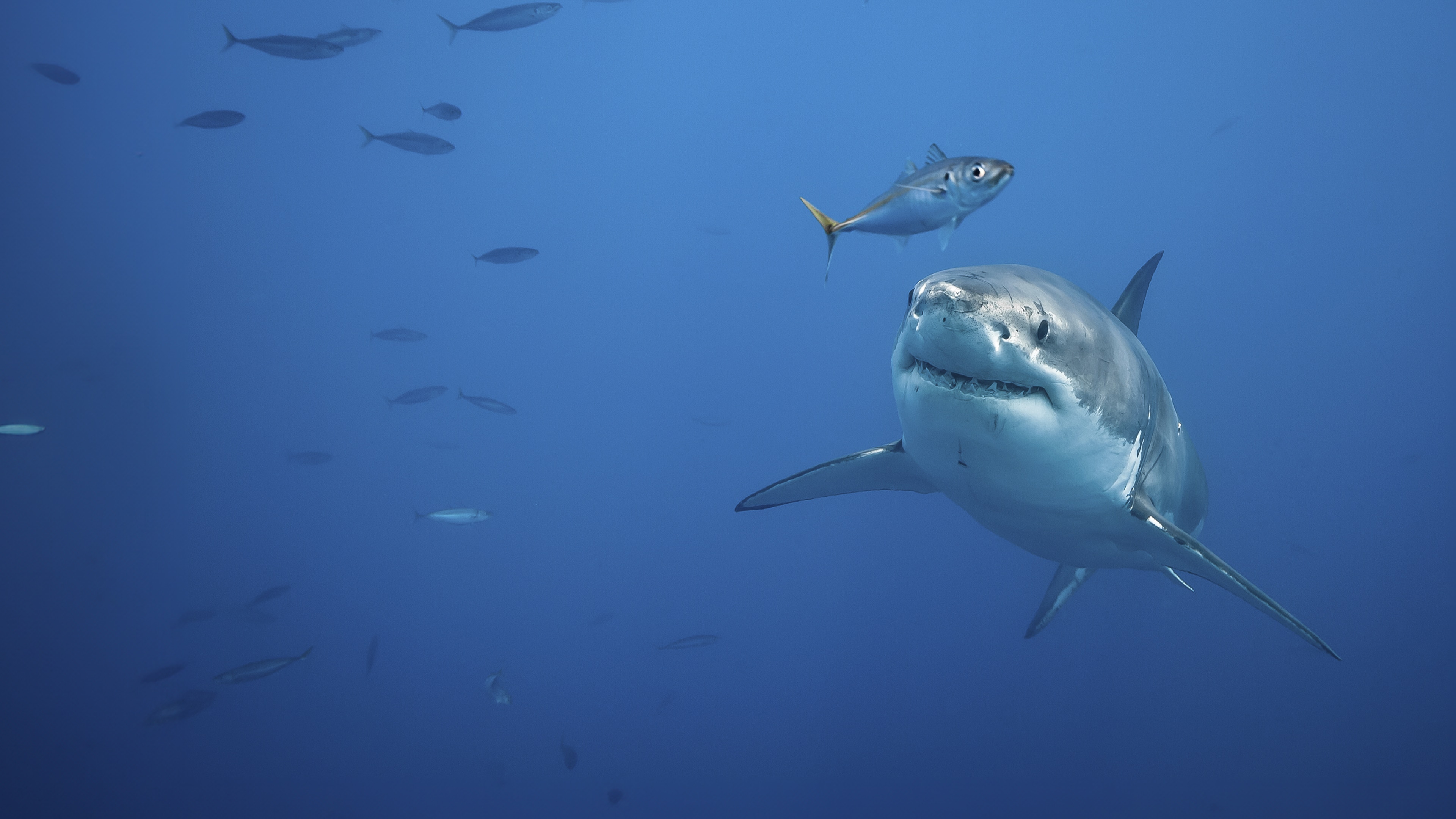 Ver Así cazan los tiburones | HBO Max