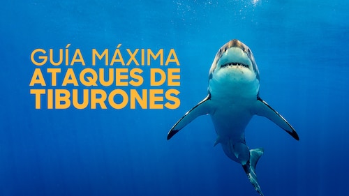 Ver Guía máxima: Ataques de tiburones | HBO Max