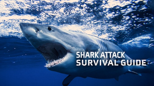 Watch Shark Attack Survival Guide | discovery+
