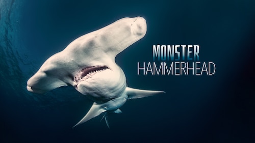 Watch Monster Hammerhead | discovery+