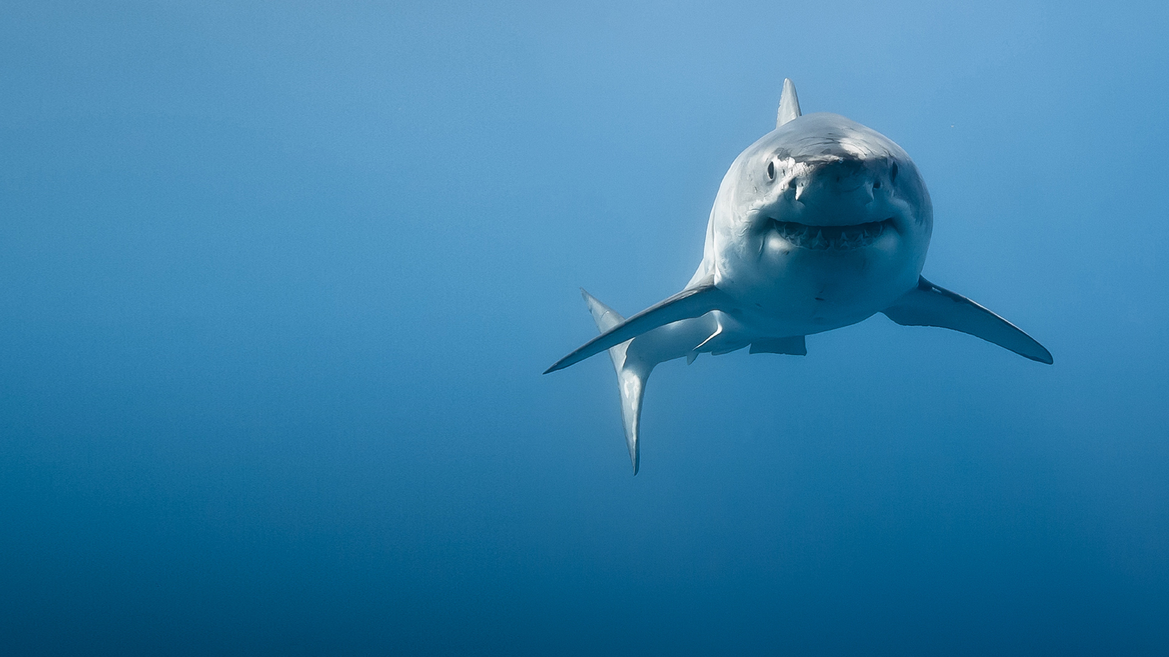 Watch Wicked Sharks | HBO Max