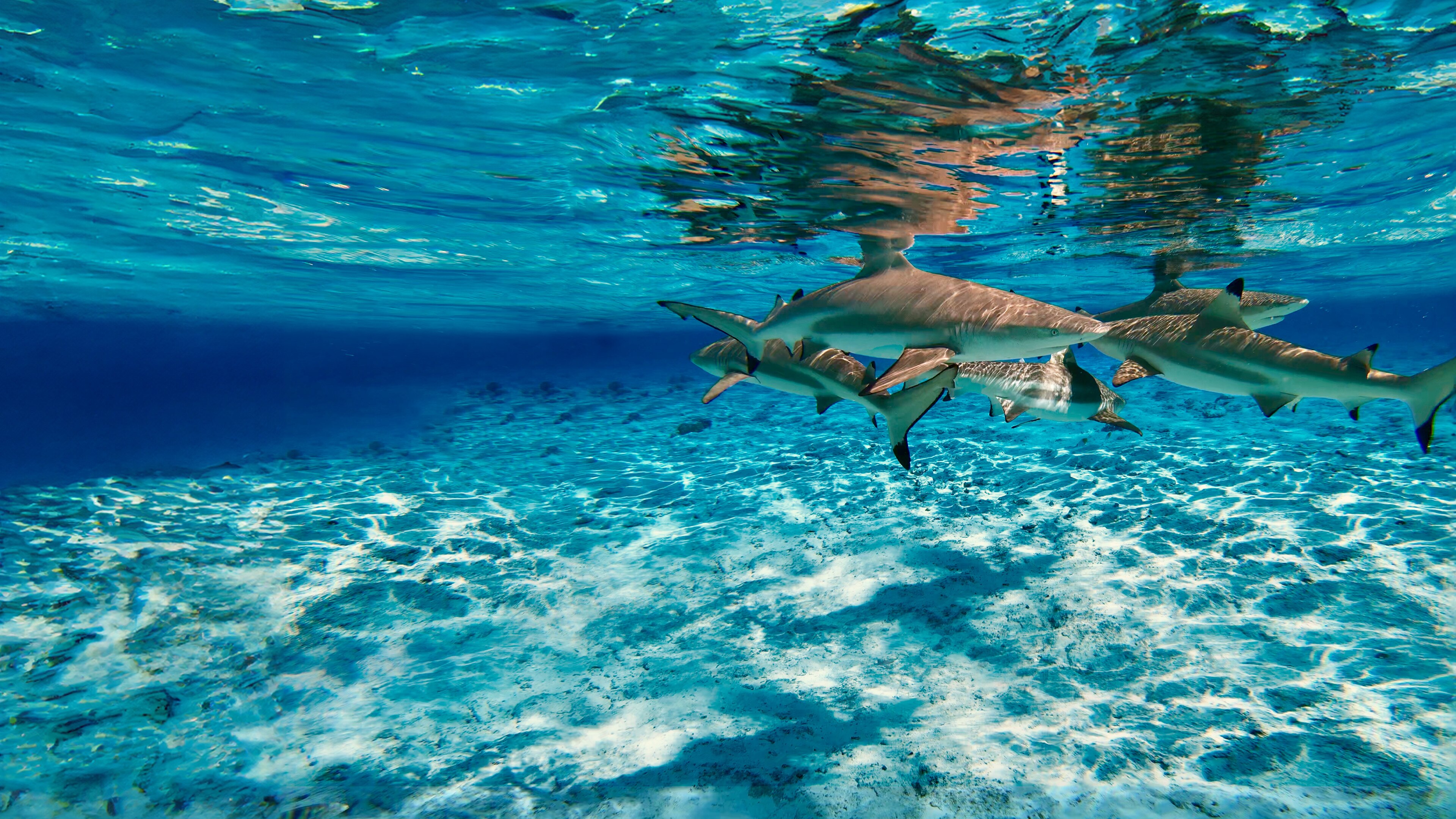 Ver Isla tiburón | Max