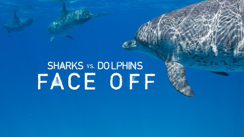 Watch Sharks vs. Dolphins: Face Off | HBO Max