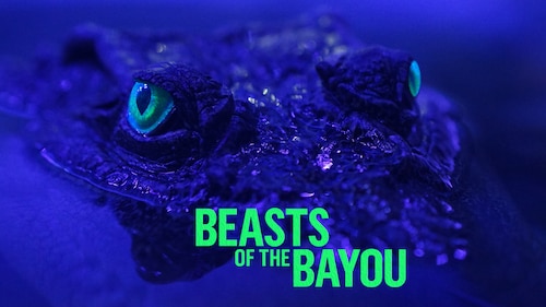 Watch Beasts of the Bayou | discovery+