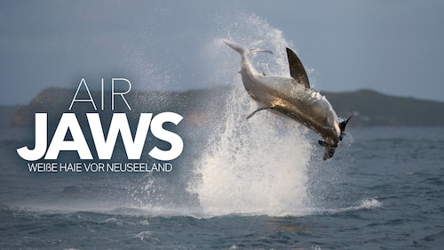 Ansehen Air Jaws: Weiße Haie vor Neuseeland | discovery+