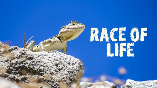 Watch Race of Life | Season 1 Episode 11 | HBO Max