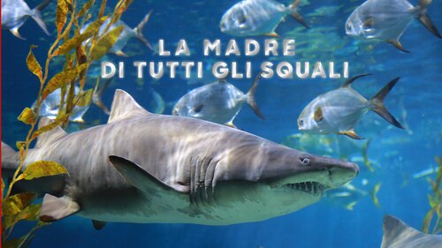 Guarda La madre di tutti gli squali | discovery+