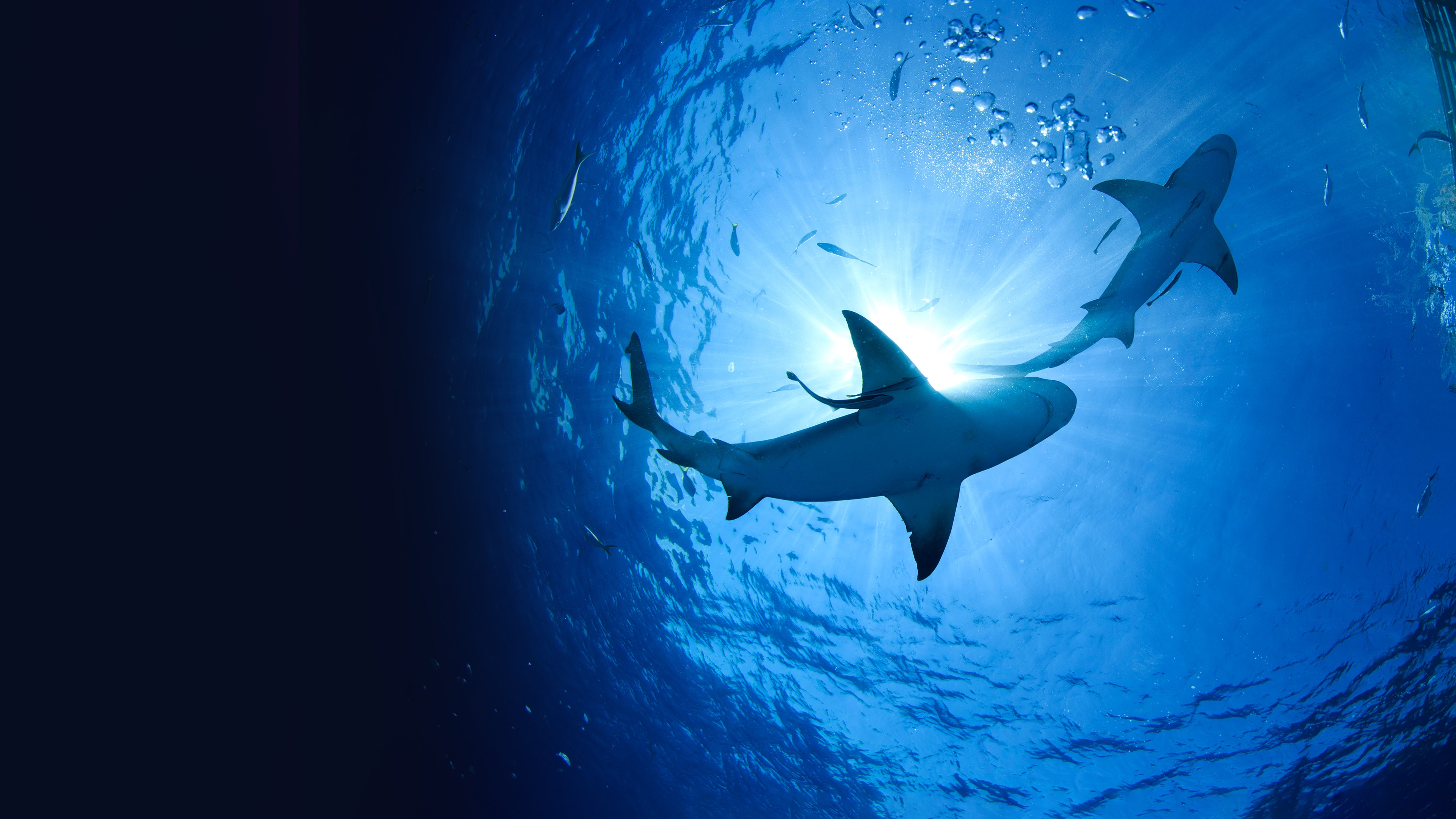 Watch Great White Shark Babies | Max