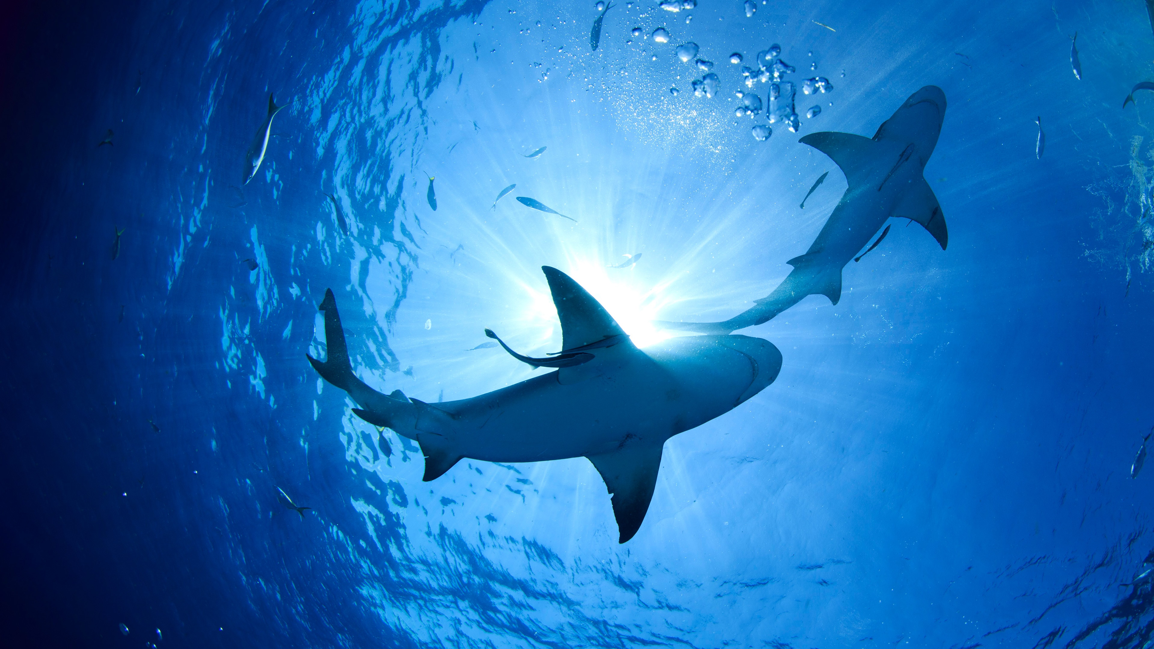 Watch Great White Shark Babies | HBO Max