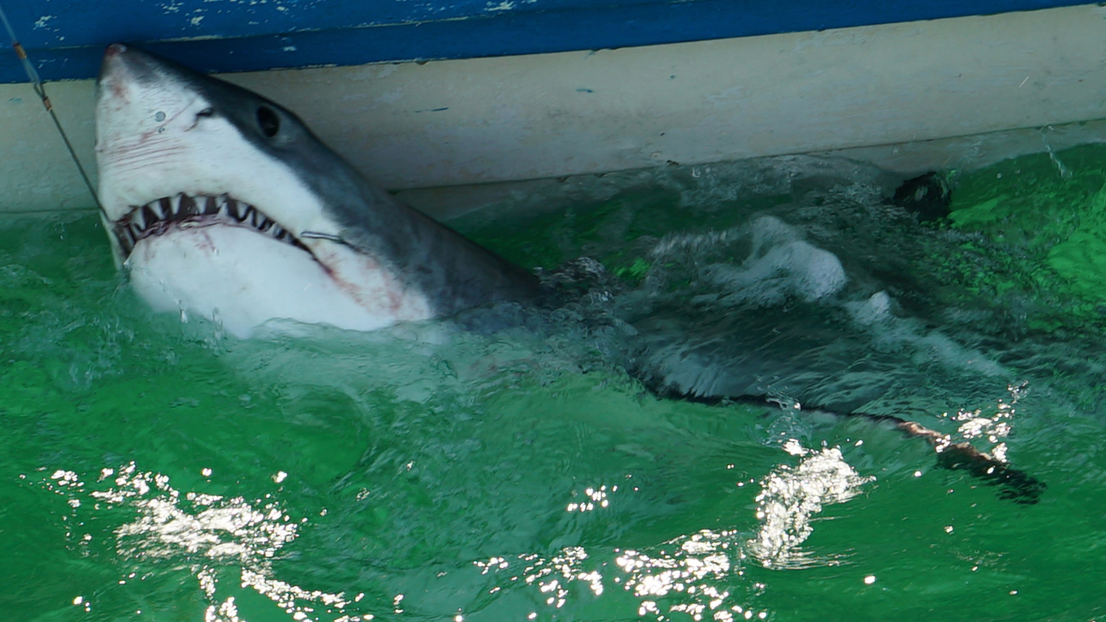 Watch Great White Shark Babies | Max