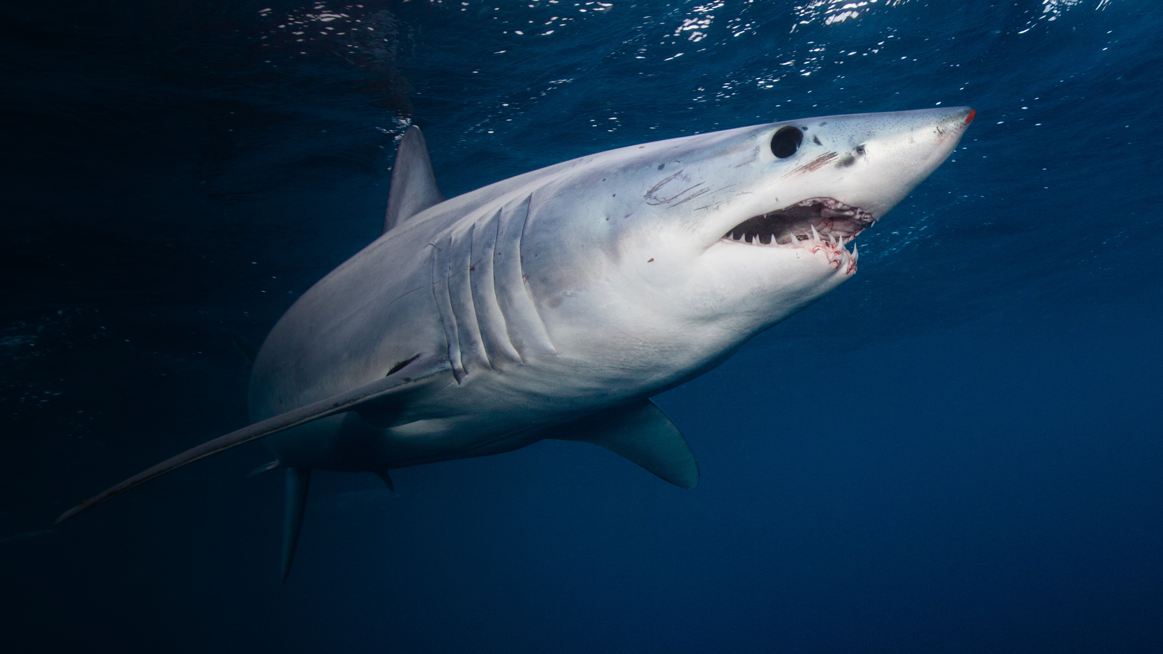 Ver El gran mako: depredador perfecto | HBO Max