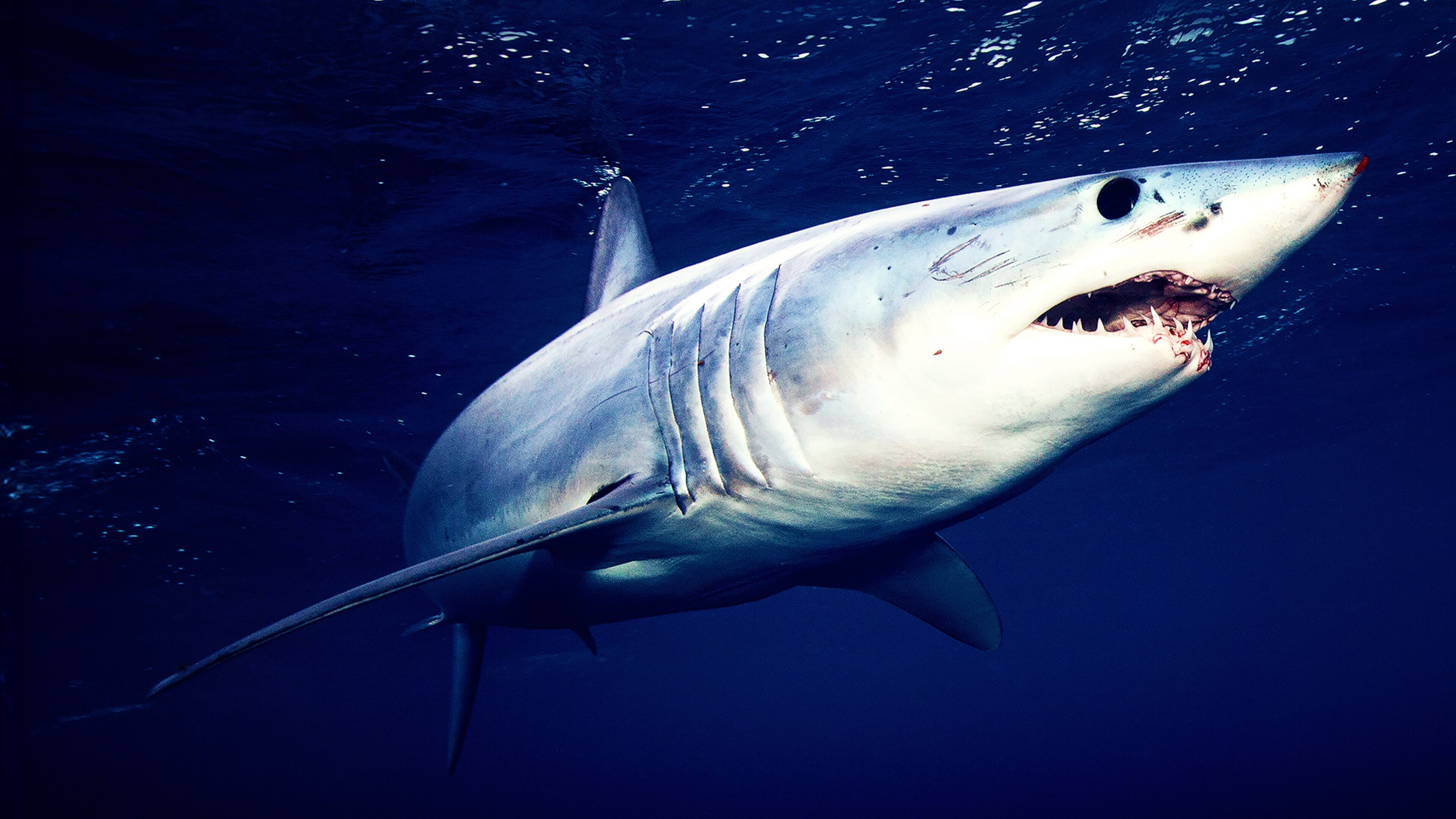 Watch Monster Mako: Perfect Predator | Max