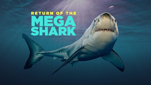 Watch Return of the Megashark | discovery+