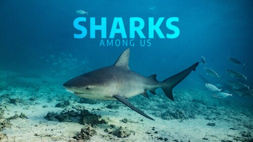Watch Sharks Among Us | HBO Max