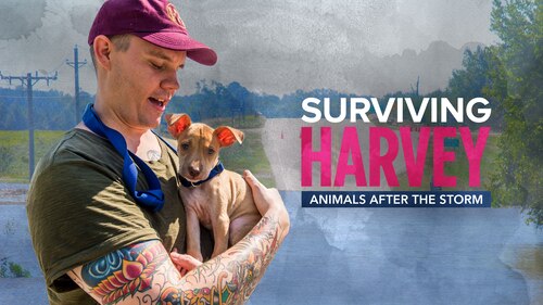 Watch Surviving Harvey: Animals After the Storm | discovery+