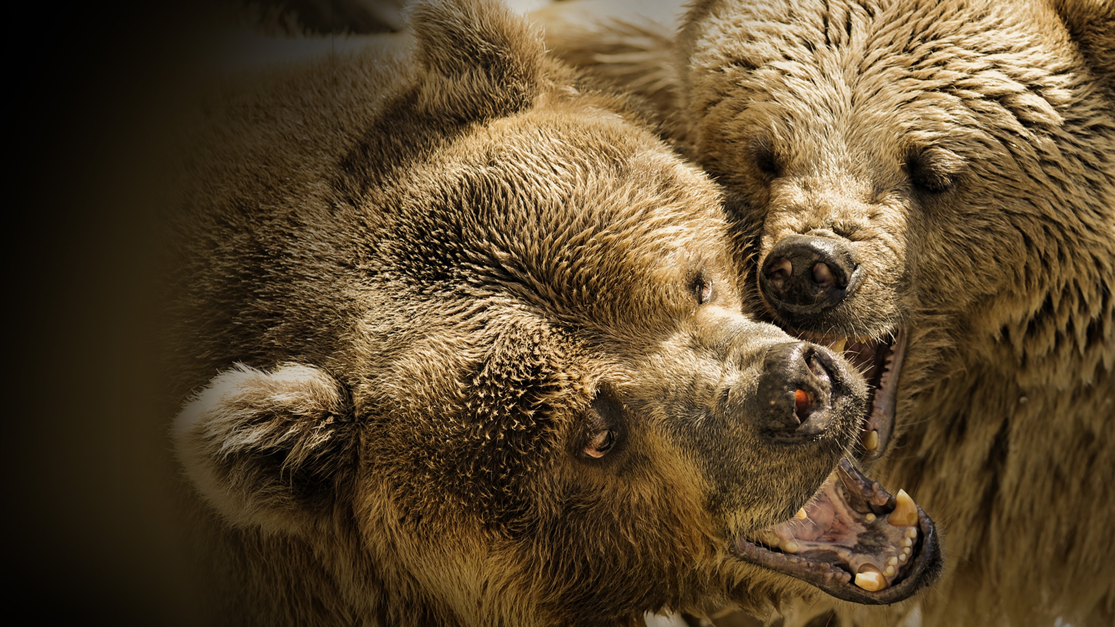 Watch Gladiators | HBO Max