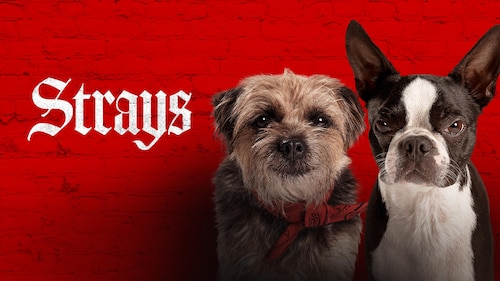 Watch Strays (HBO) | Max