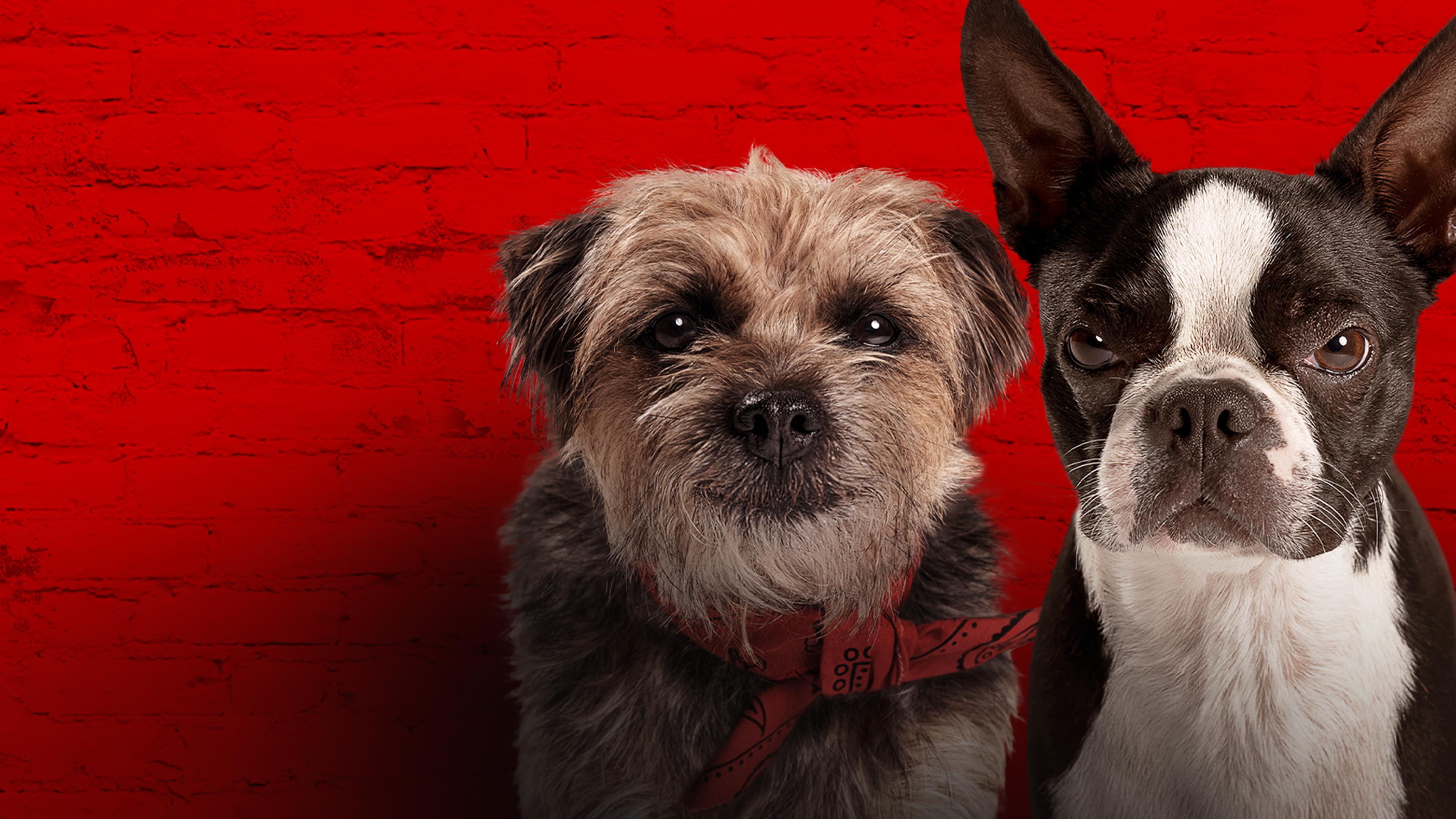 Watch Strays (HBO) | Max