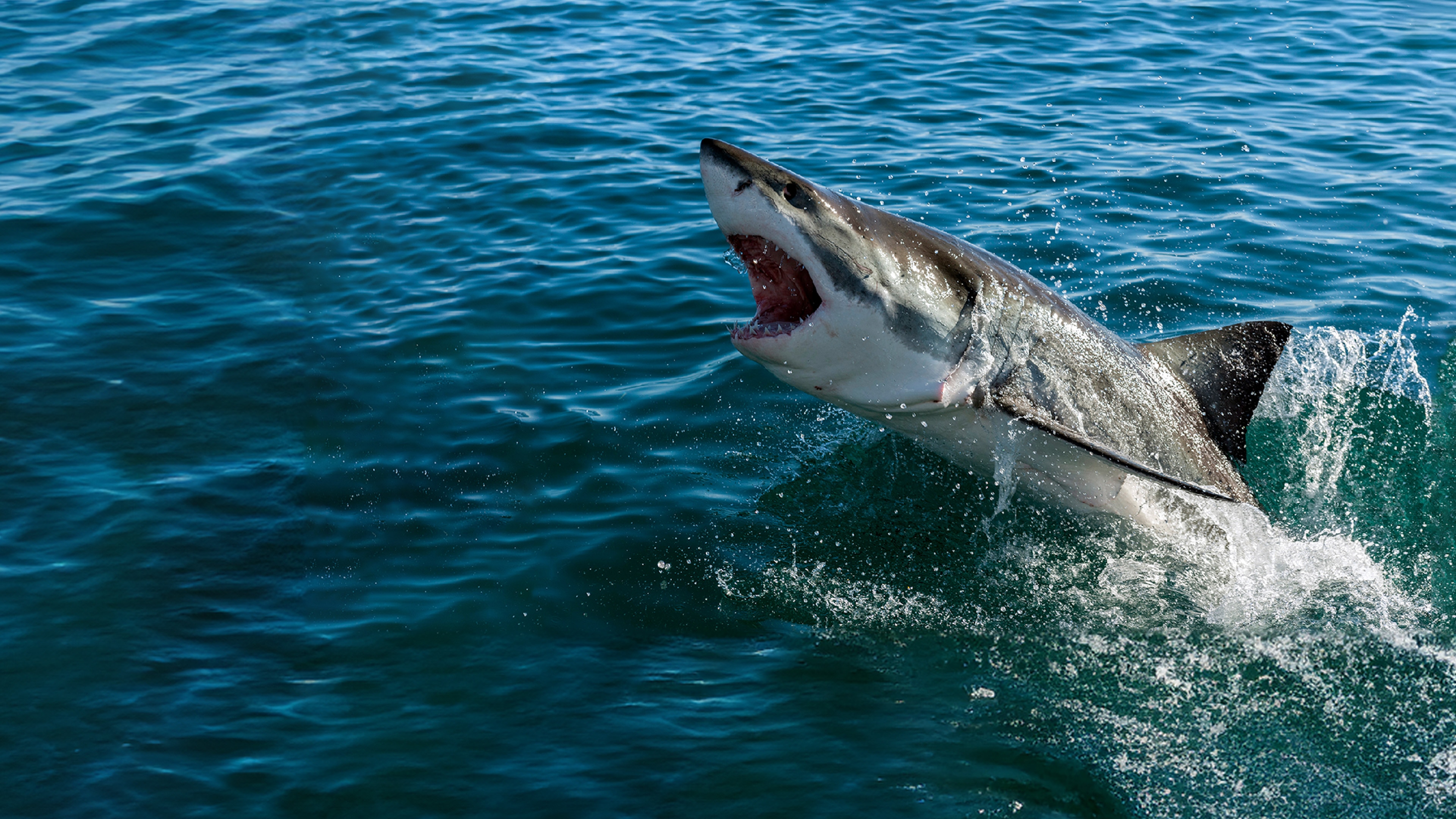 Watch Shark Exile | Max