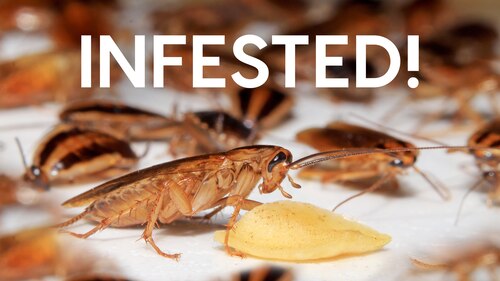 Watch Infested! | discovery+