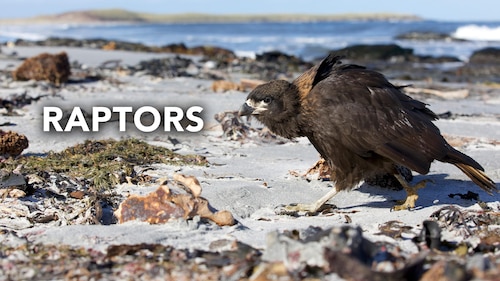 Watch Raptors | Season 1 Episode 2 | HBO Max
