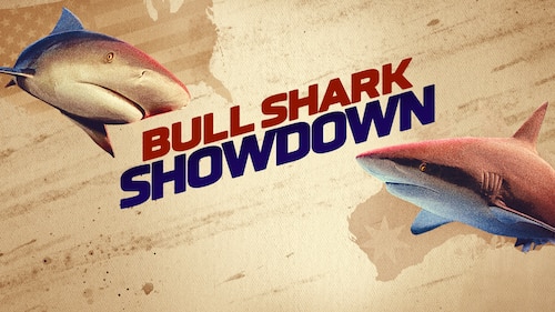 Watch Bull Shark Showdown | discovery+