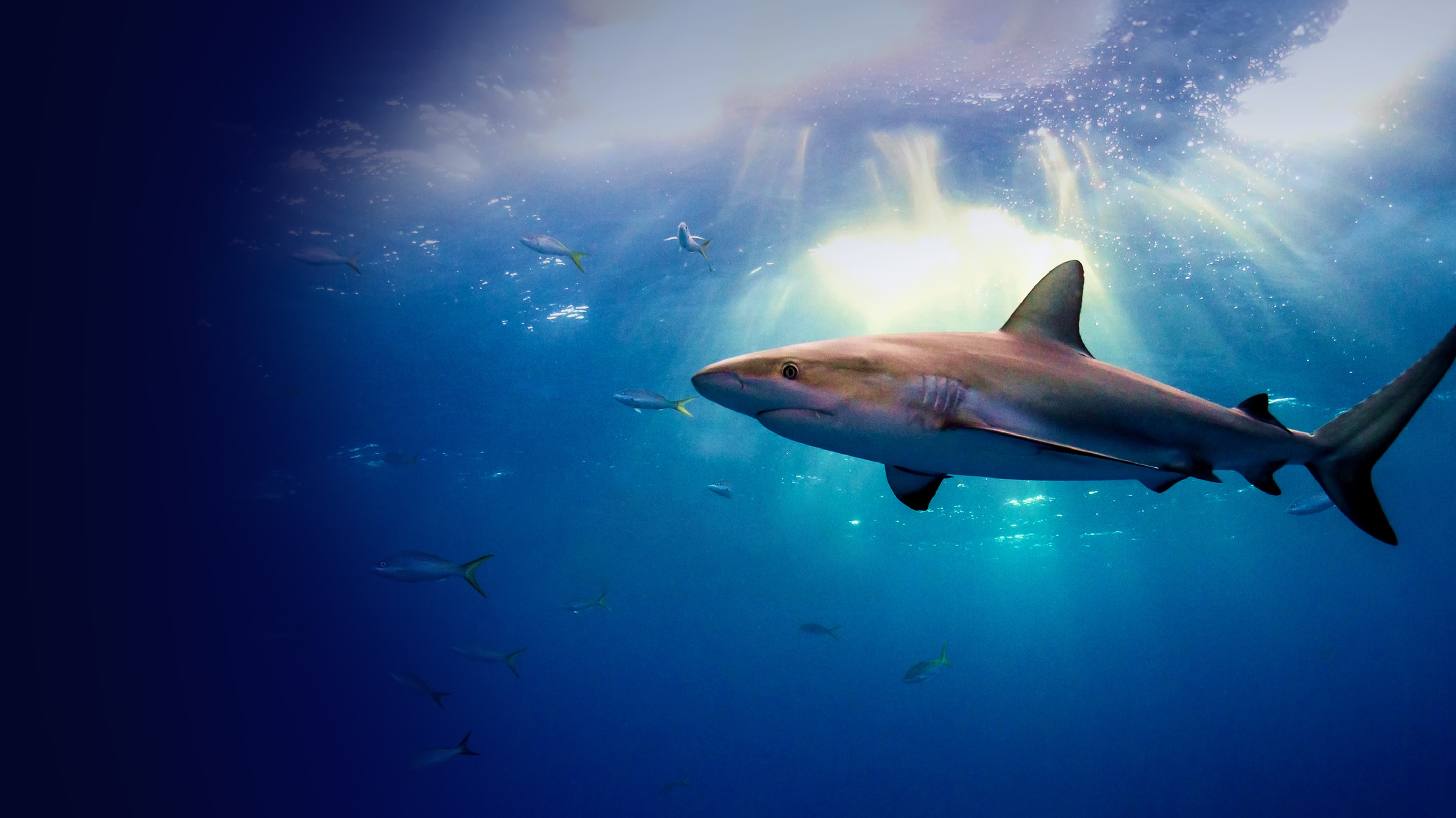 Watch Day of the Shark 3 | Max