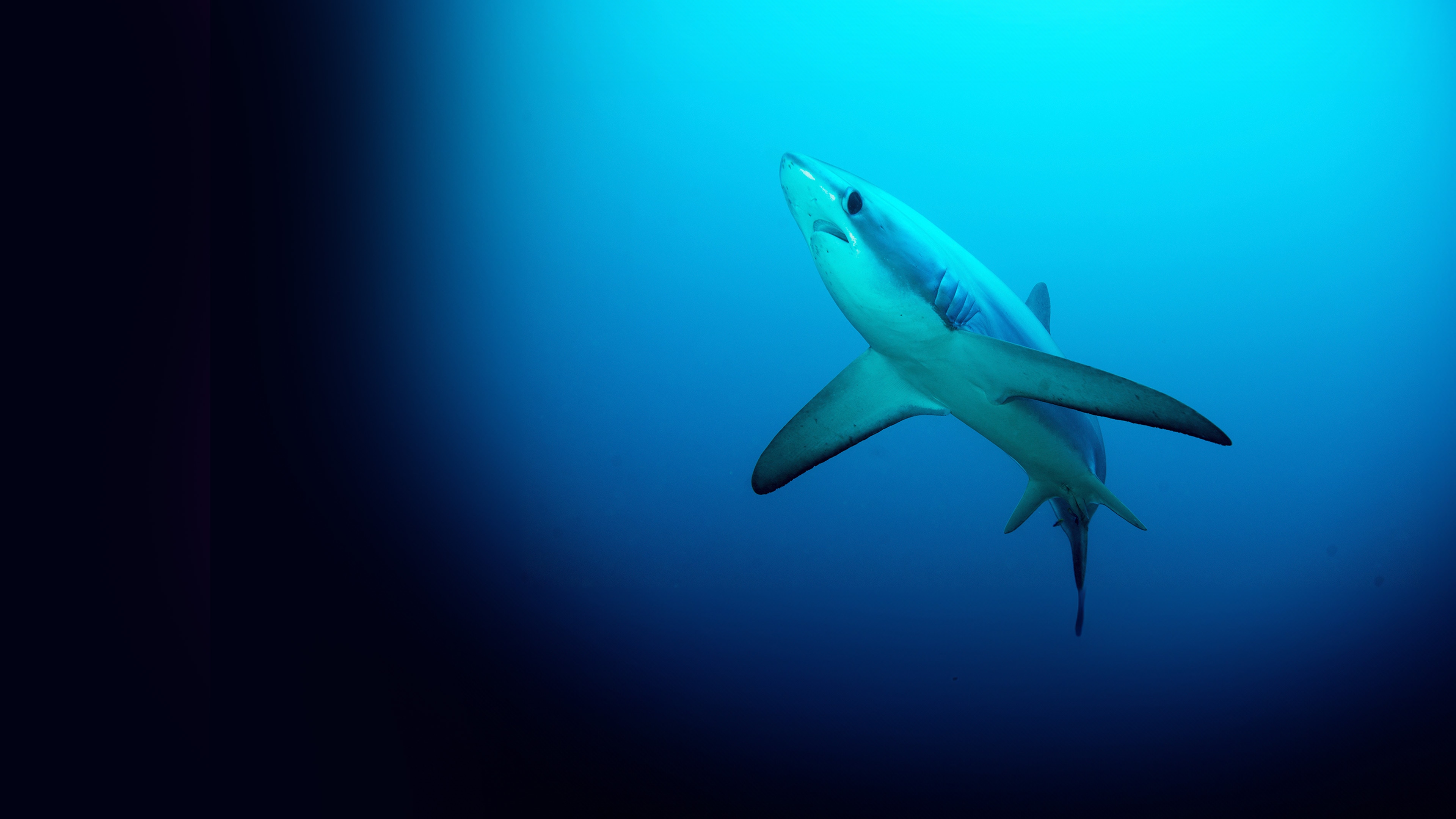 Ver Tiburón ninja | HBO Max