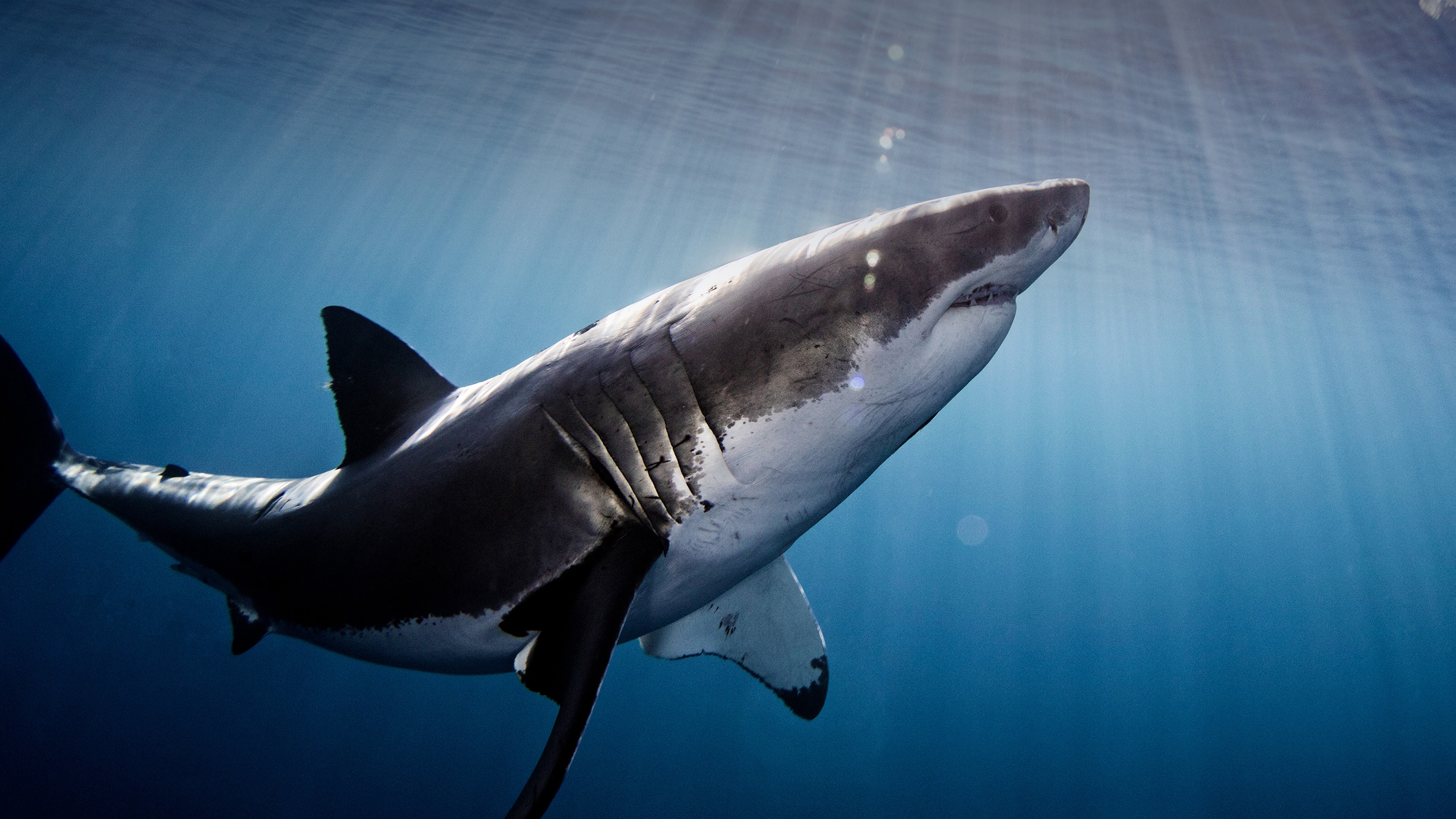 Watch I Was Prey: Shark Week | HBO Max