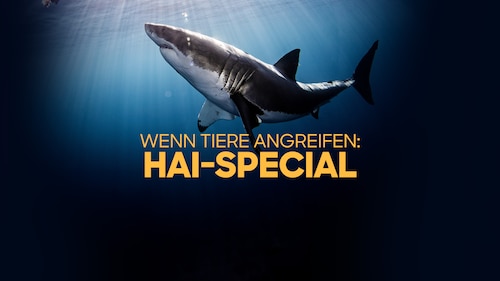 Ansehen Wenn Tiere angreifen: Hai-Special | discovery+