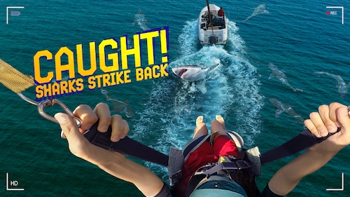 Watch Caught! Sharks Strike Back | Max