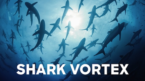 Watch Shark Vortex | discovery+