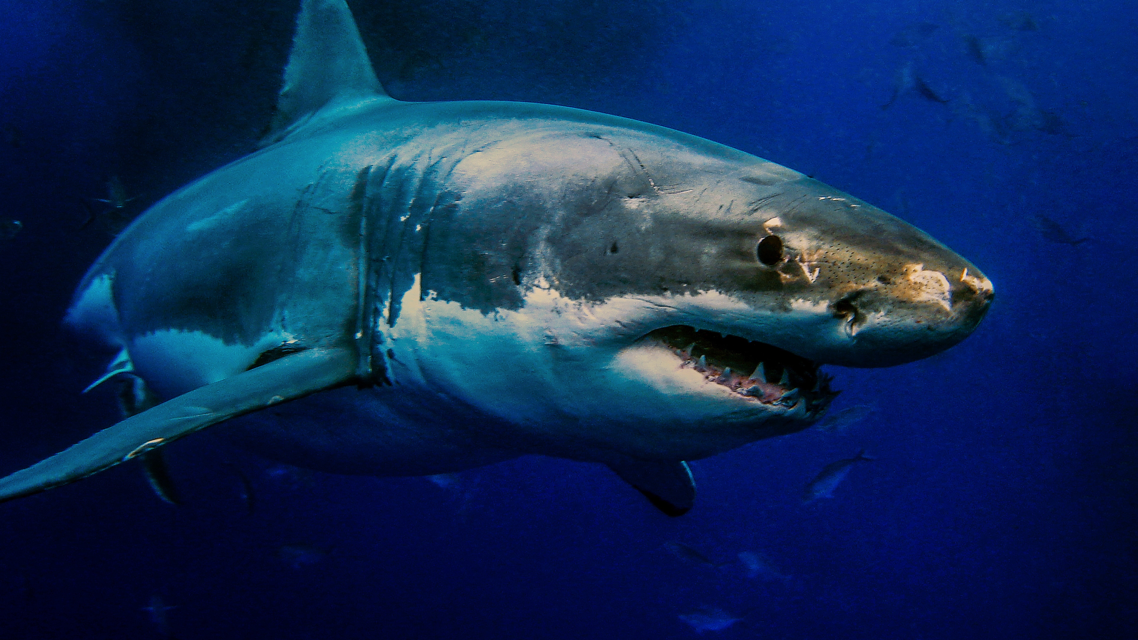 Watch Killer Sharks: The Attacks of Black December | Max