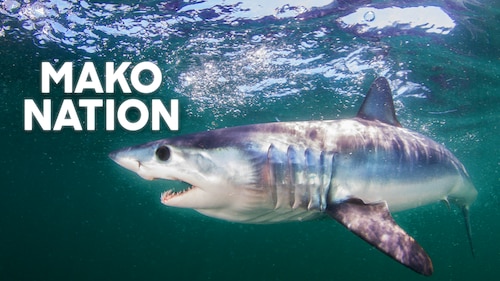 Watch Mako Nation | discovery+