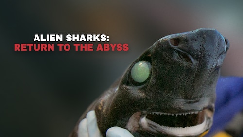 Watch Alien Sharks: Return to the Abyss | discovery+