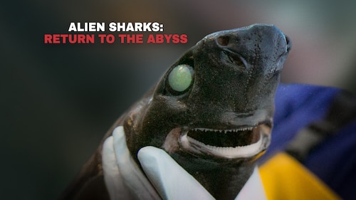 Watch Alien Sharks: Return to the Abyss | HBO Max