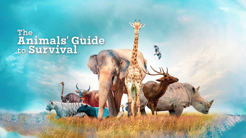 Watch The Animals' Guide to Survival | discovery+