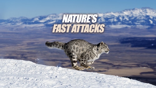 Watch Nature's Fast Attacks | Max