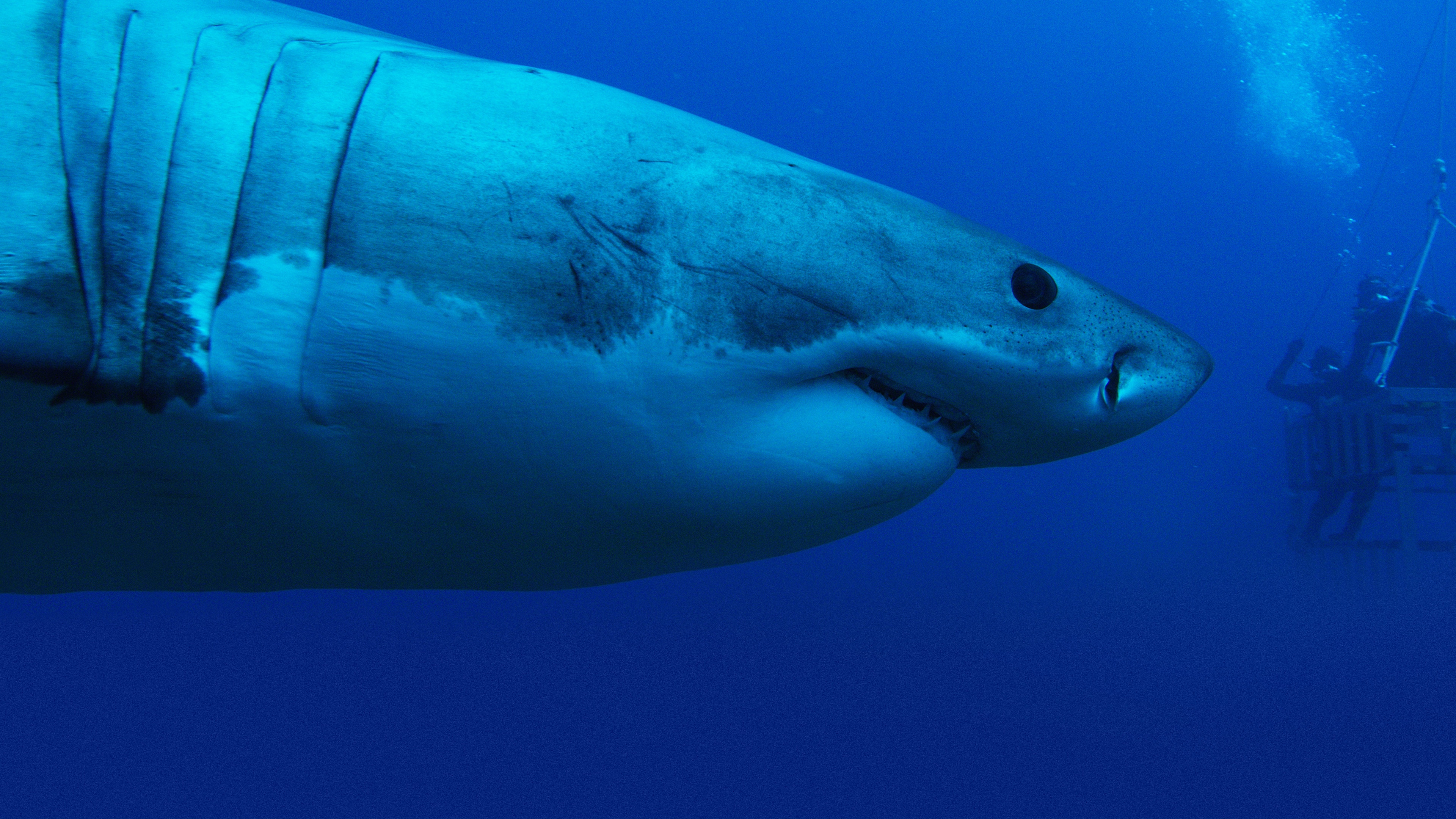 Assista O Mistério do Grande Tubarão-Branco | HBO Max
