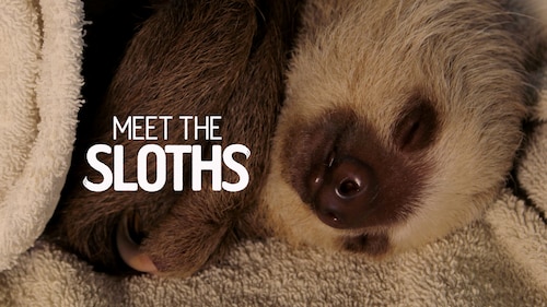 Watch Meet The Sloths | HBO Max