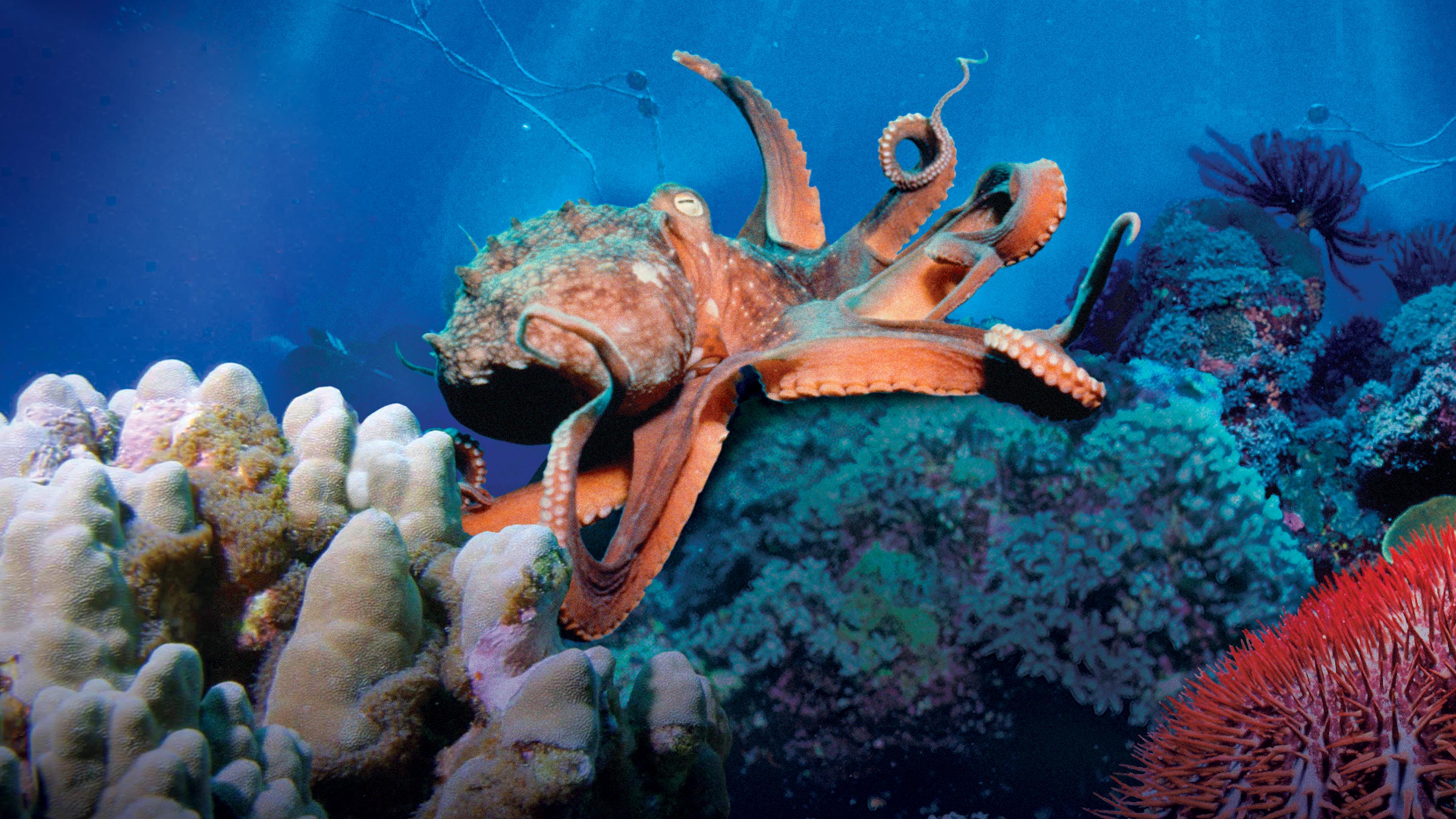 Ver Deep Sea 3D (HBO) | HBO Max